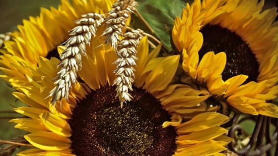 Kindersonntage zu Gast auf dem Erntedankfest | Kindaling.de