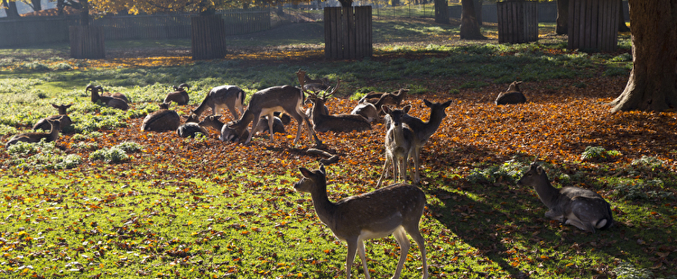 Park Königlicher Hirschgarten in München