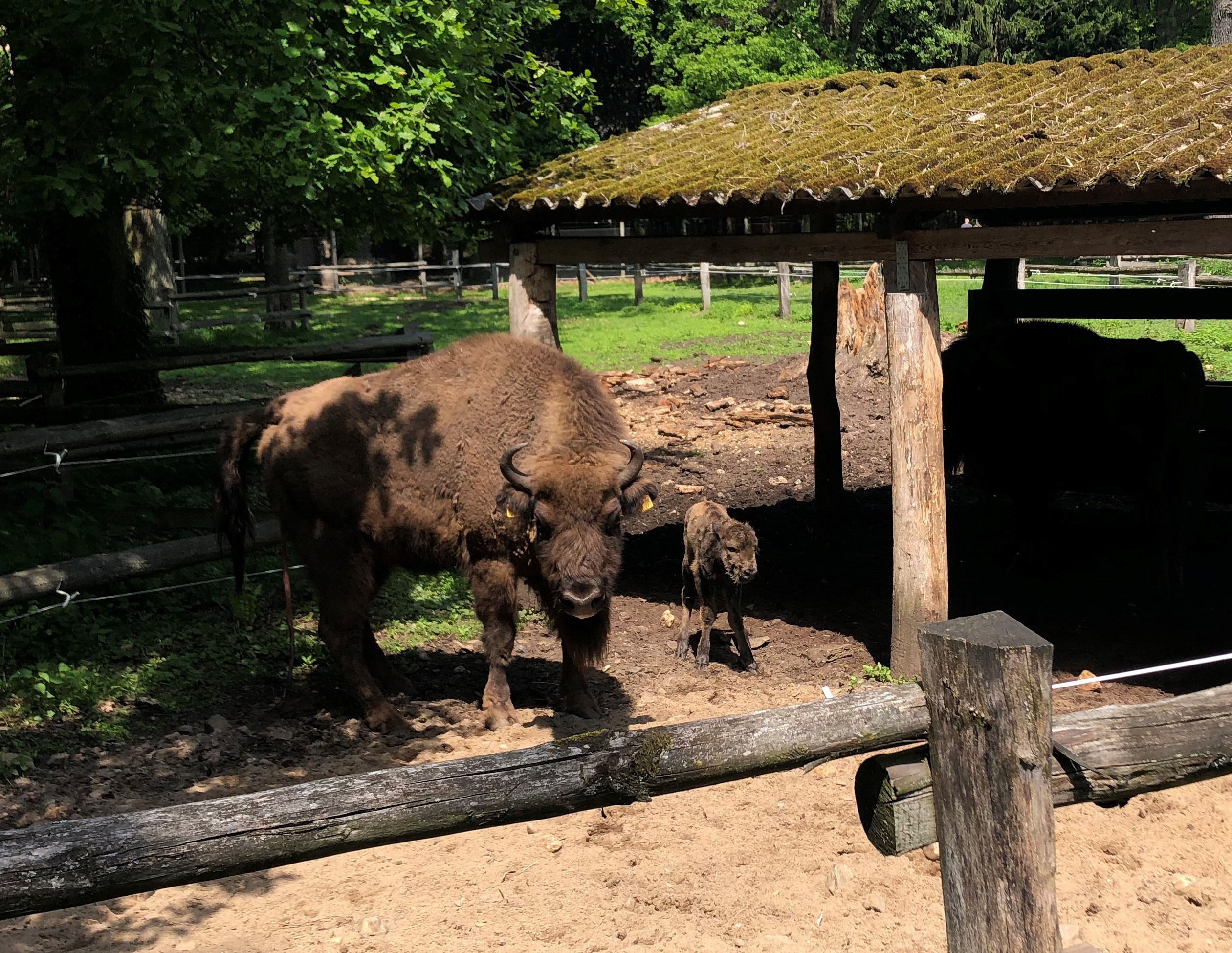 Wildpark Dünnwald | Kindaling.de